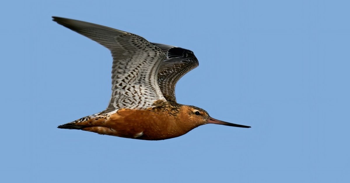 Bird Flies 7,987 Miles Over Pacific Non-Stop, Breaking World Record