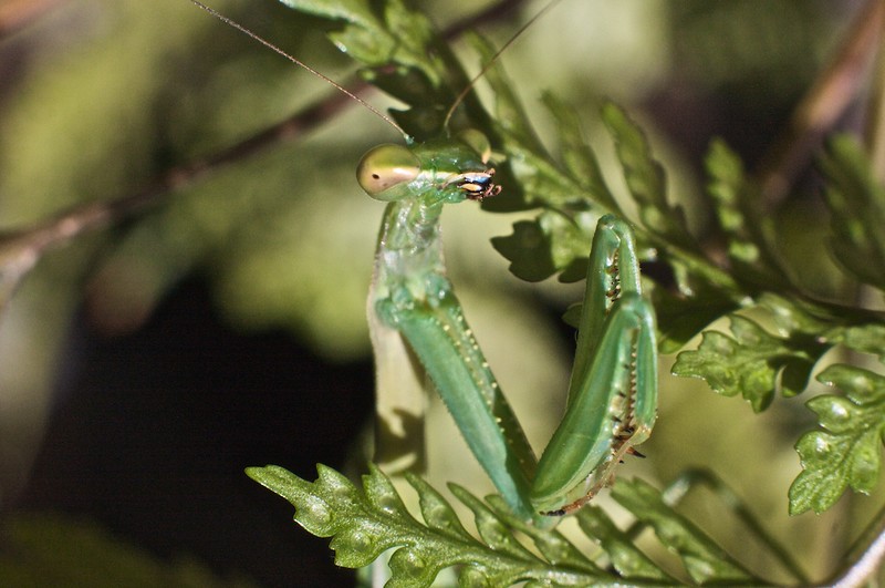 Why Do Animals Have Differently Shaped Pupils?
