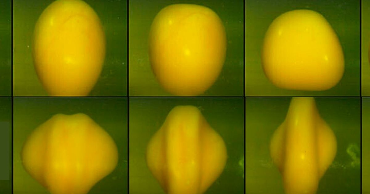Team Spins Egg Yolks to Study Effects of Brain Trauma