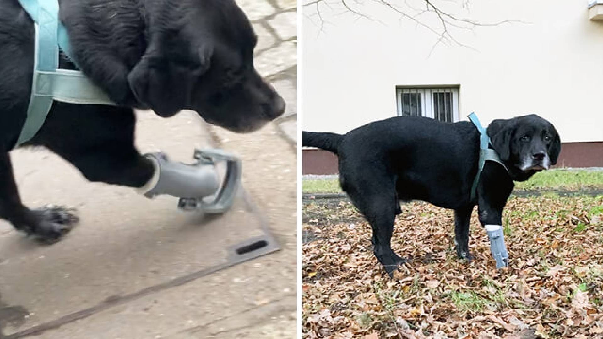 Student builds 3D prostheses for injured dogs that give them new life