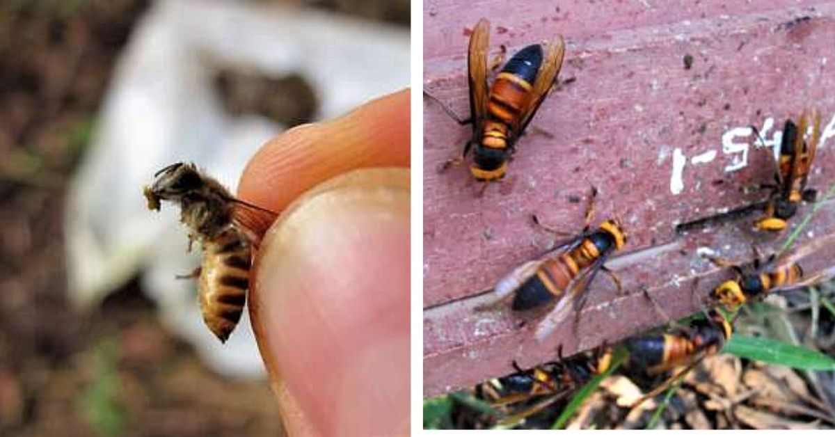 Honey Bees Use Pungent Poop to Stave off Giant Murder Hornet Attacks