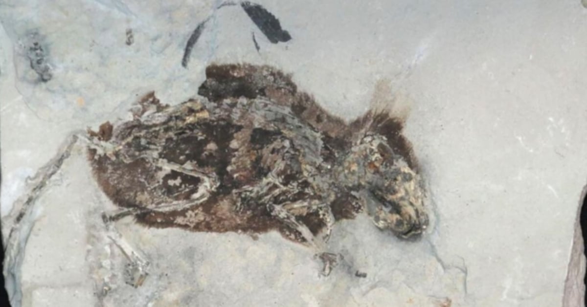 For the First Time Ever, Researchers Identify Reddish Fur In 3-Million ...