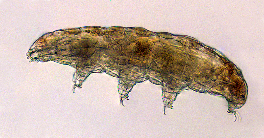 Water Bears and Squid Will Hitch a Ride to the ISS