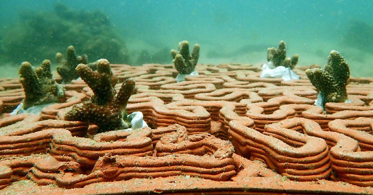 Eco-Friendly 3D-Printed Reefs to Rescue Hong Kong's Corals