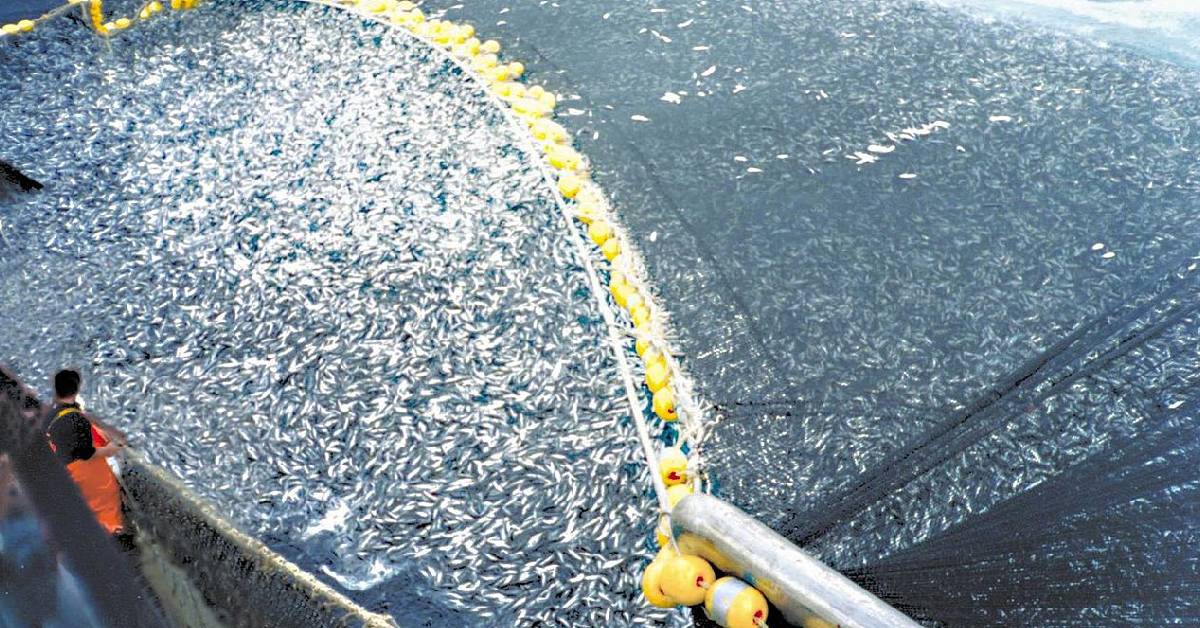 Overfishing: Can We Ever Reverse the Damage We’ve Done