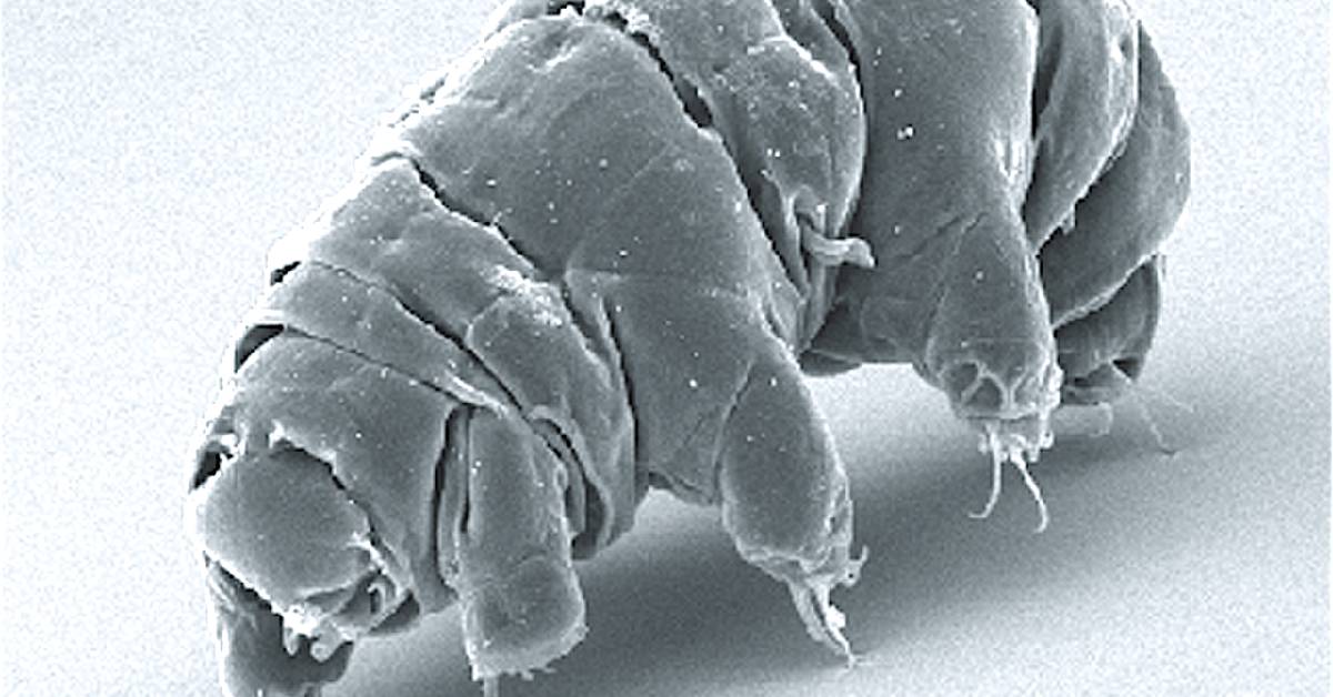 The Survival of Bacteria in Outer Space