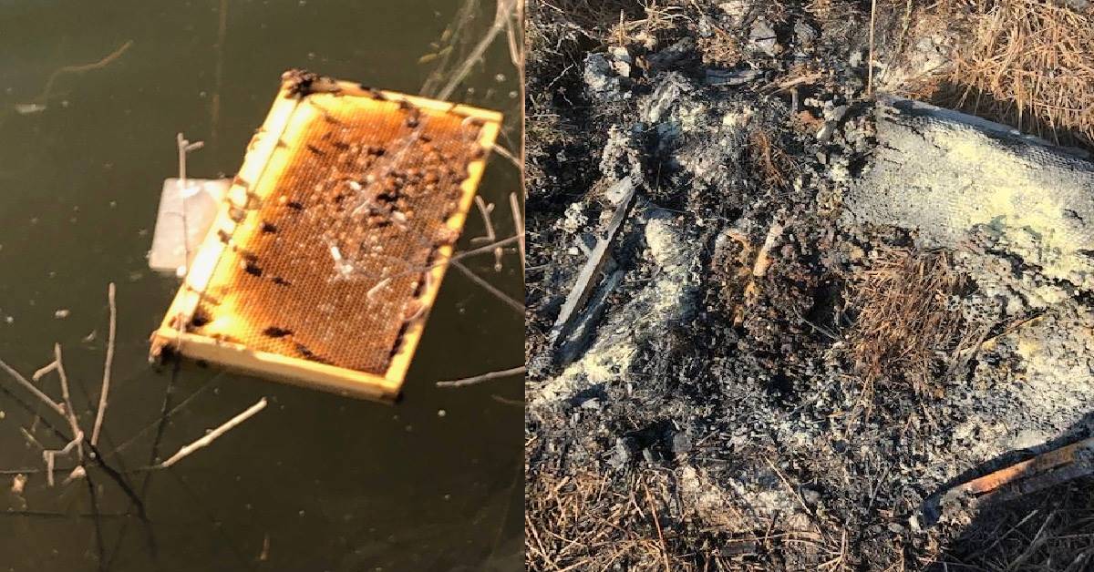 Half a Million Bees in Texas Killed After Someone Set Fire to Them