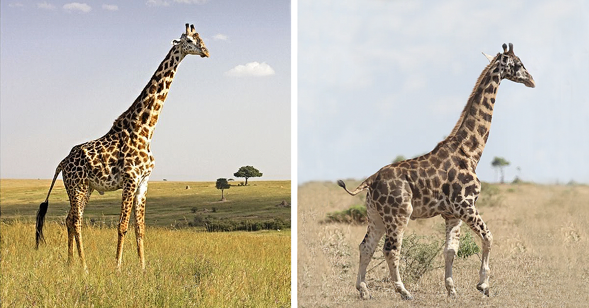 Adorable Dwarf Giraffes Spotted in Africa