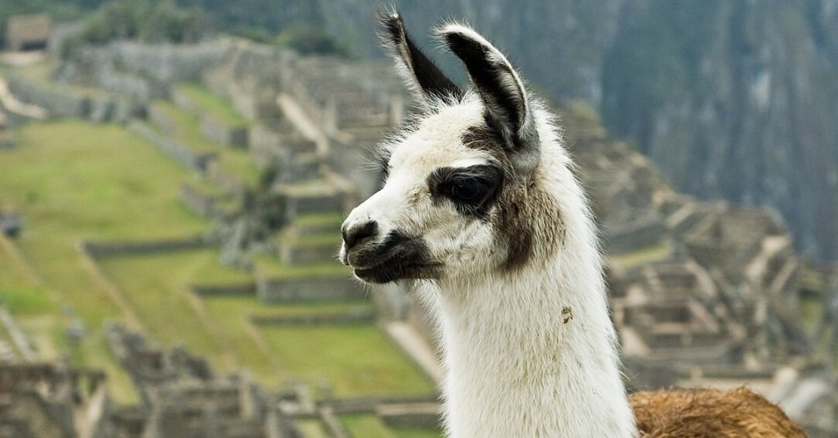 Llama-Based 'Antibody Cocktail' Neutralizes COVID-19 Virus