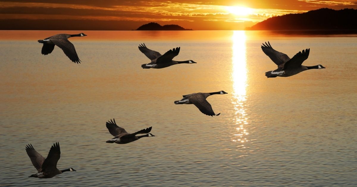 Animals' Magnetic Navigation 'Sixth Sense' Might Come From Bacteria