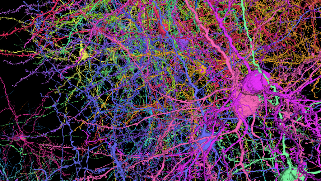 Scientists Map Half a Billion Connections in a Tiny Piece of Mouse Brain