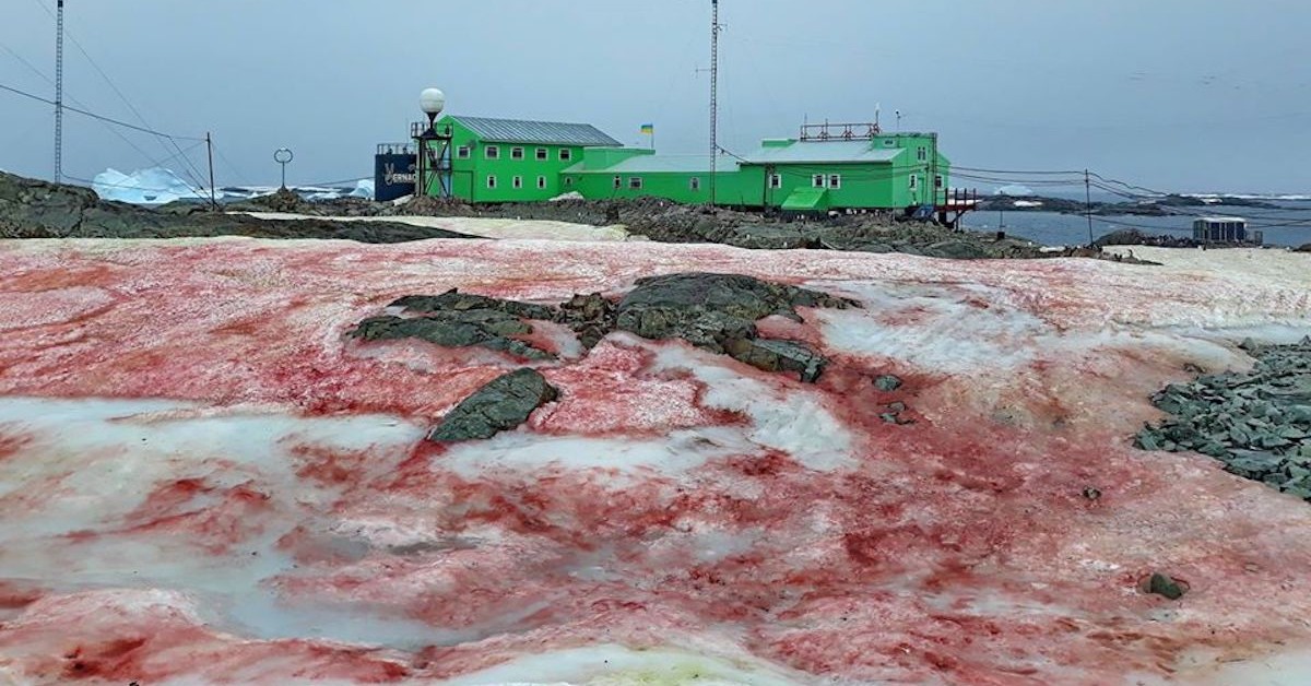 Scientists Woke up to Shocking Sights of Blood Red Ice in Antarctica