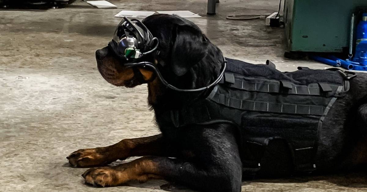 U.S. Military Dogs Will Now Wear AR Goggles on Missions