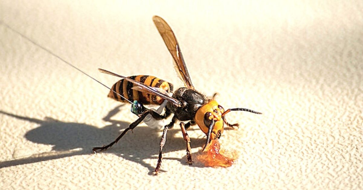 Scientists' Tricky Hunt for Colossal 'Murder' Hornet Nest Found Two Queens