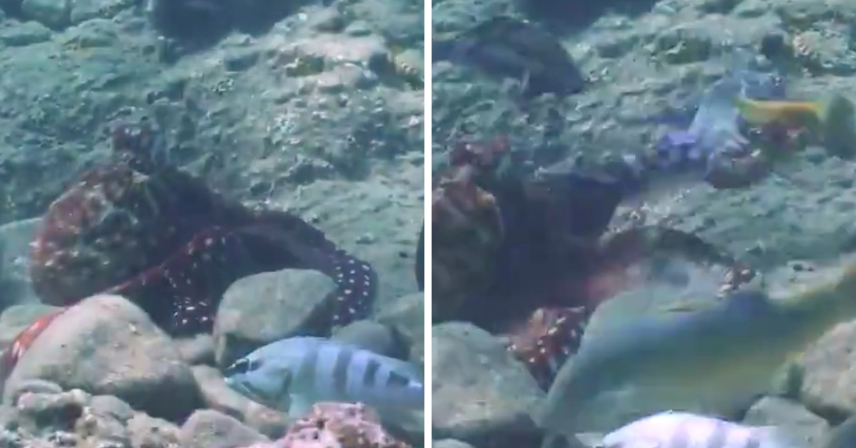 Octopuses Caught Punching Fish in What Could Be Pure Spite