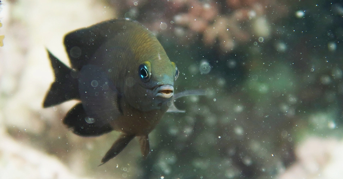 Fish Domesticate Tiny Shrimp To Help Run Their Farms in a First
