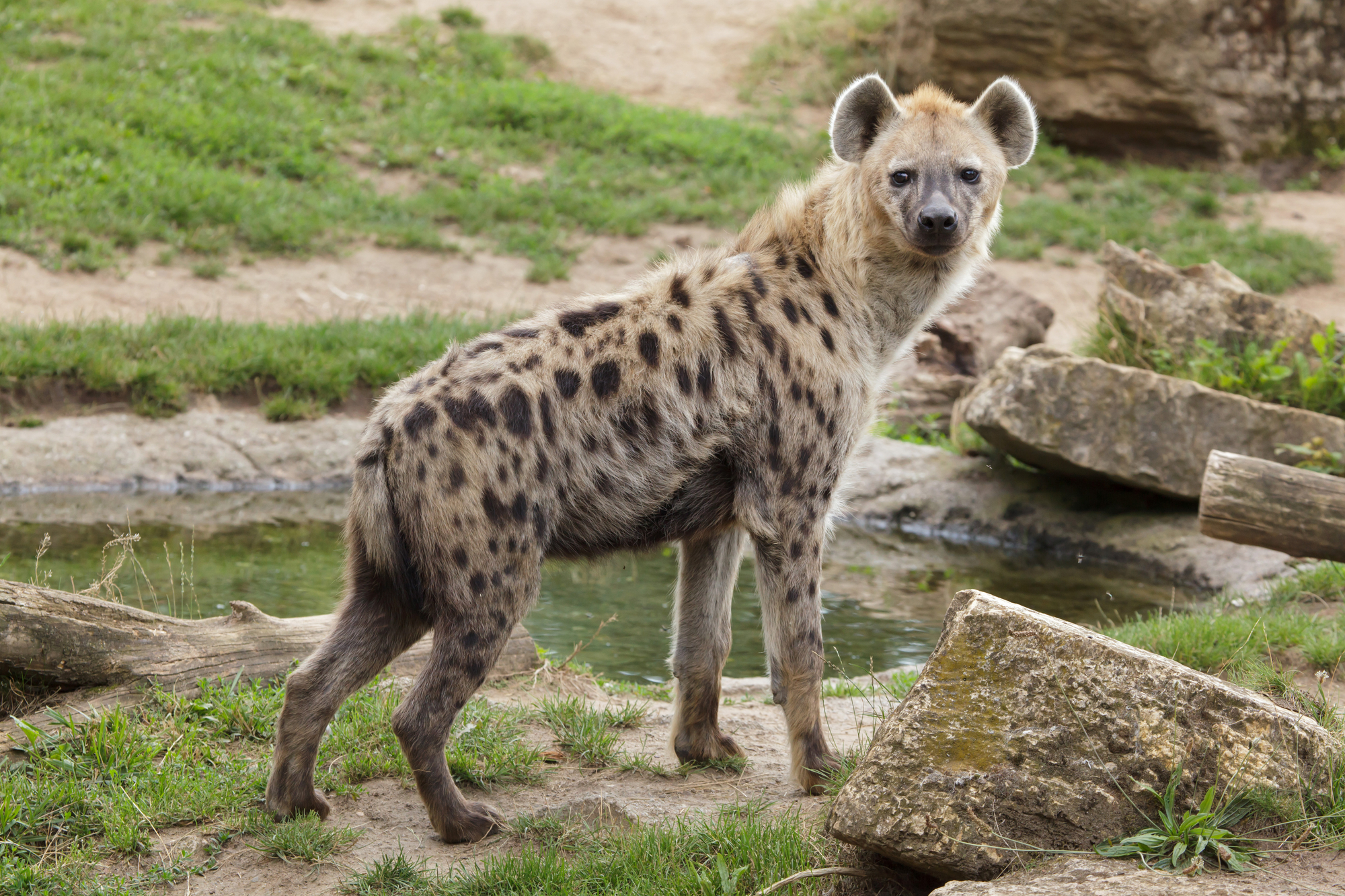 A New Study Proves Ancient Hyenas Inhabited Canada During the Ice Age