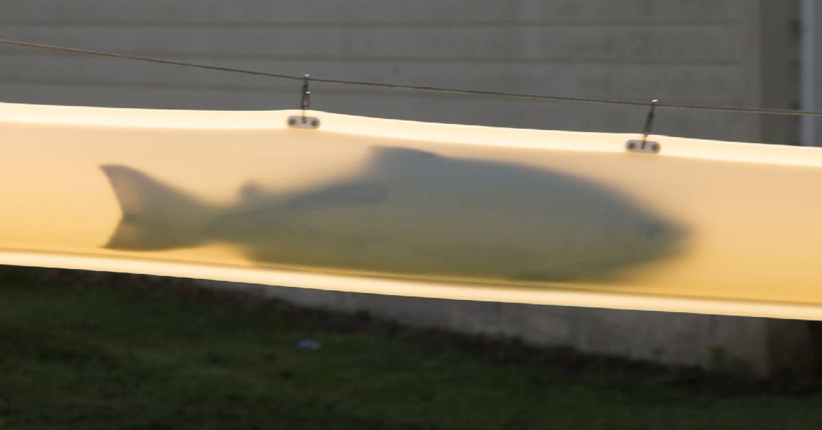 Passage Portal Helps Fish Safely Get Across Barriers