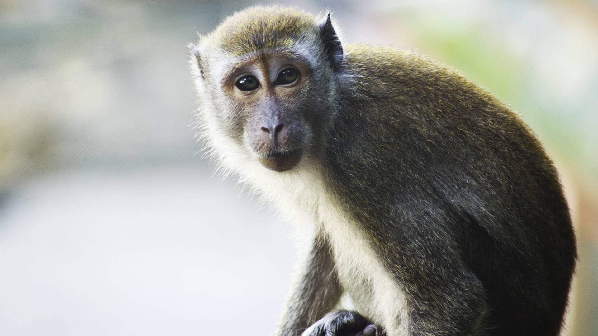 Researchers Fix Cholesterol in Monkeys Through CRISPR Gene Editing