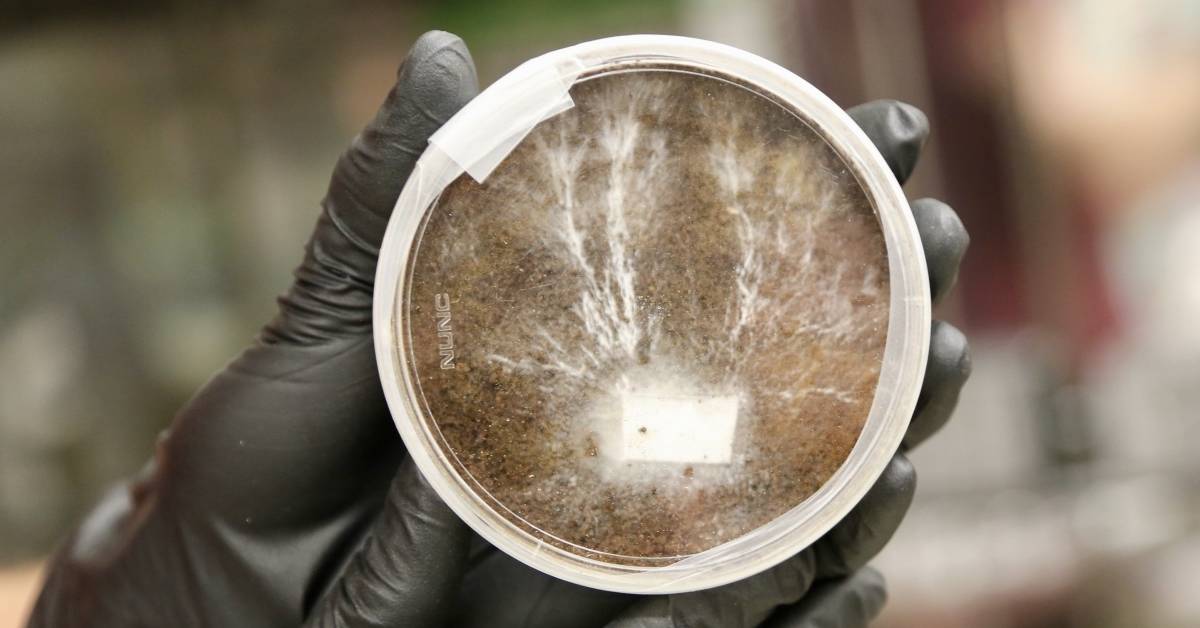 NASA Exploring Future Moon and Mars Homes Made of Fungi