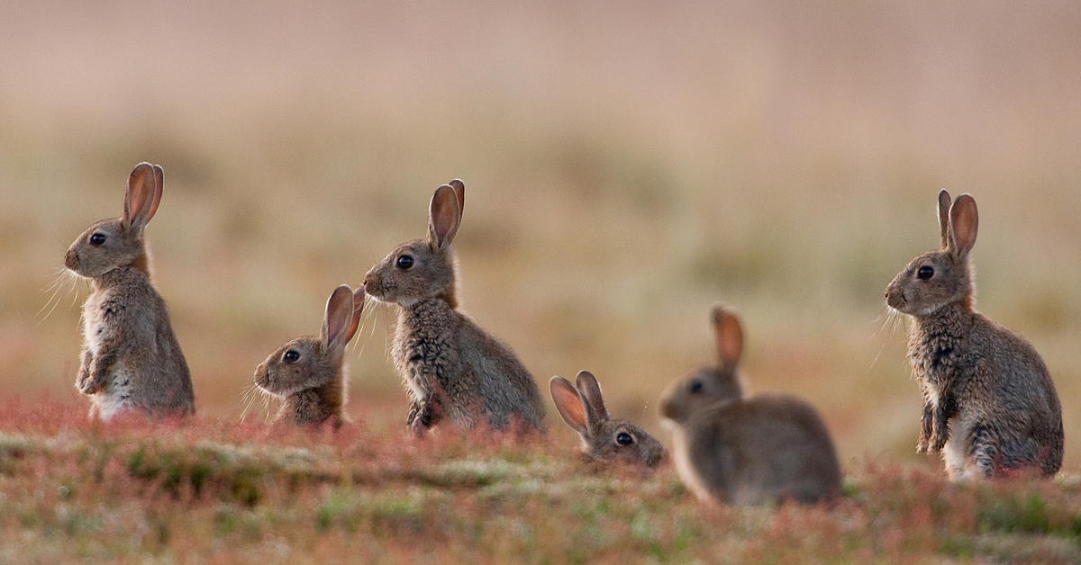 U.S. Rabbits are Facing A Deadly Virus Outbreak Of Their Own