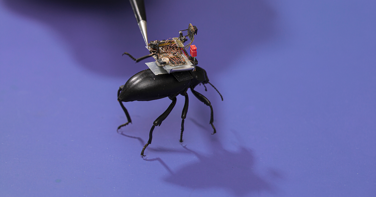 Wireless Tiny Cameras Can Be Mounted On Insects