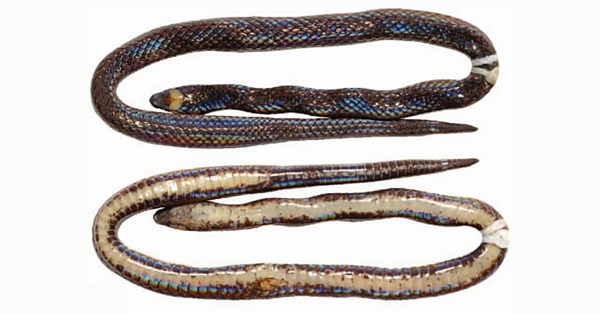Brand New Species of Snake Found 'Hiding in Plain Sight'