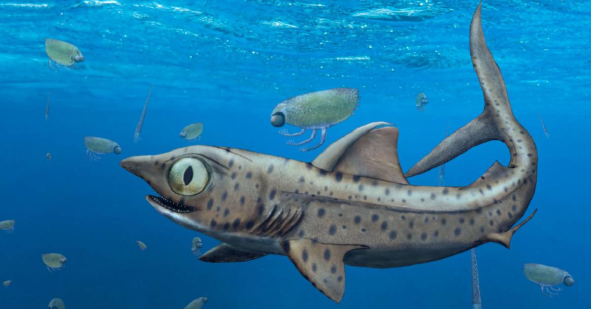 This Creepy 370-Million-Year-Old Shark Could Rotate Its Jaws