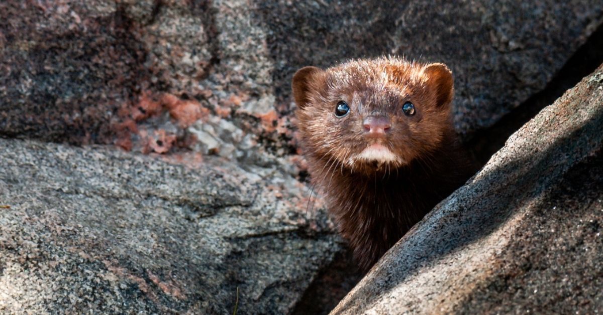 Culled Mink Rise from Their Graves, Spark Fear in Denmark