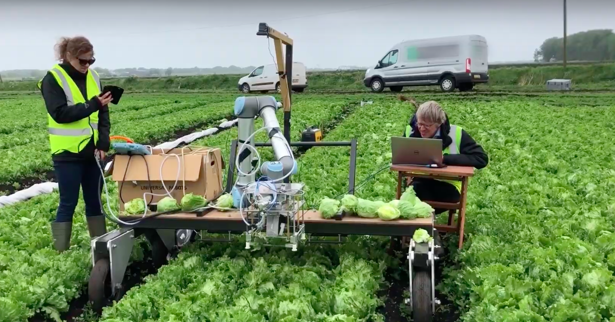 A 'Vegebot' Has Been Built to Harvest Lettuce by Using Machine Learning