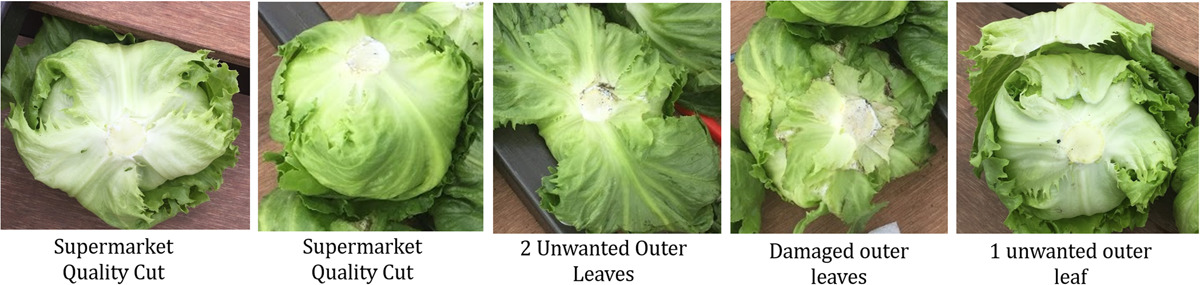 A 'Vegebot' Has Been Built to Harvest Lettuce by Using Machine Learning