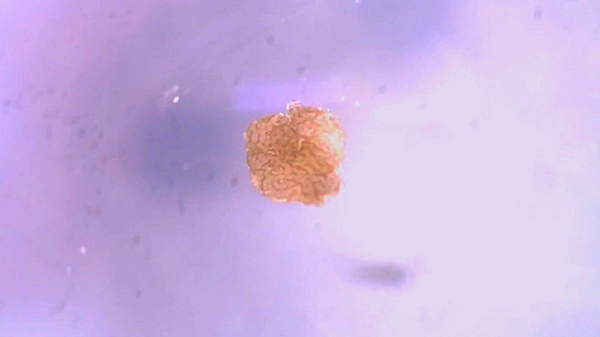 There's a New Artificial Life Form on Our Planet