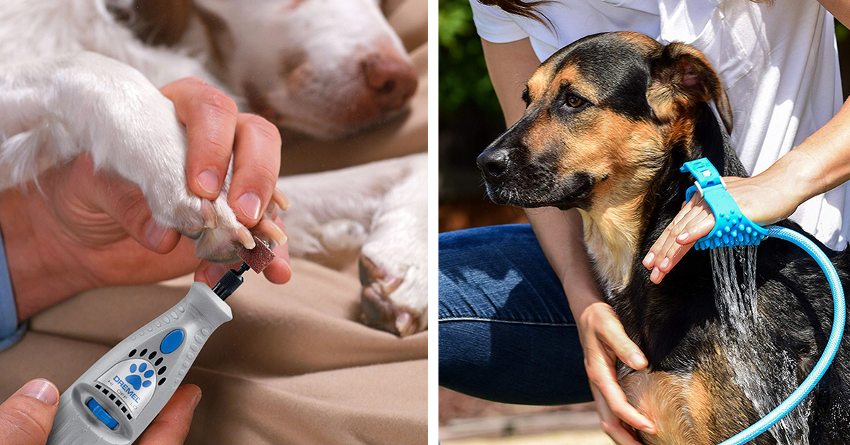 5 Cool Pet Tools We Have to Thank Engineers For