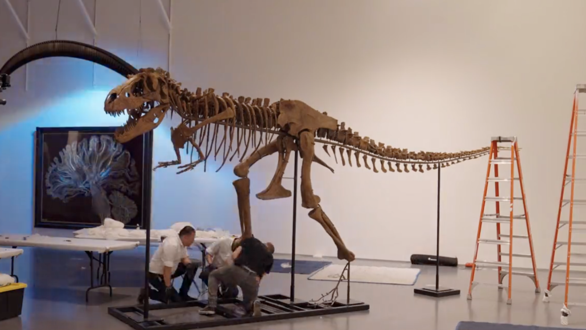 A 76 million-year-old T.Rex relative's skeleton will be auctioned this ...