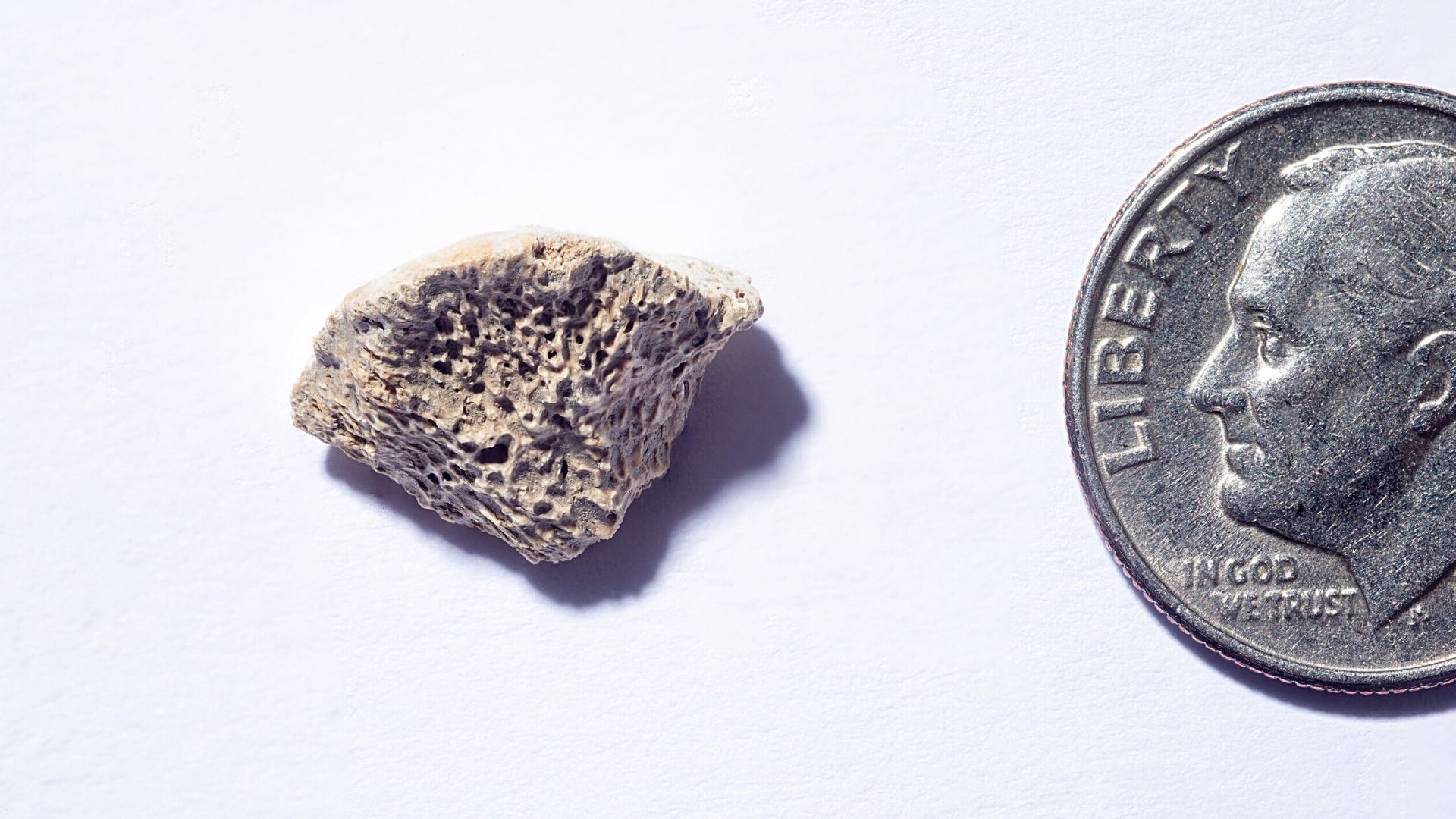 Ancient Bone Tells the Story of Dogs' Journey to the Americas