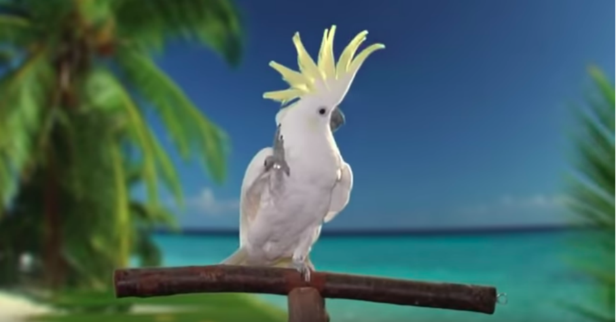 Infamous Self-Taught Cockatoo, Snowball, Knows How to Dance 14 ...