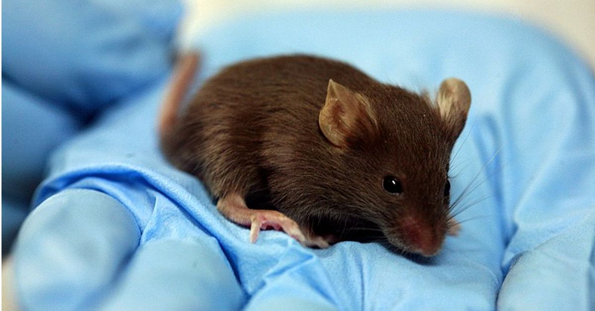 New Study Creates Embryo Stem Cells from Skin Cells in Mice