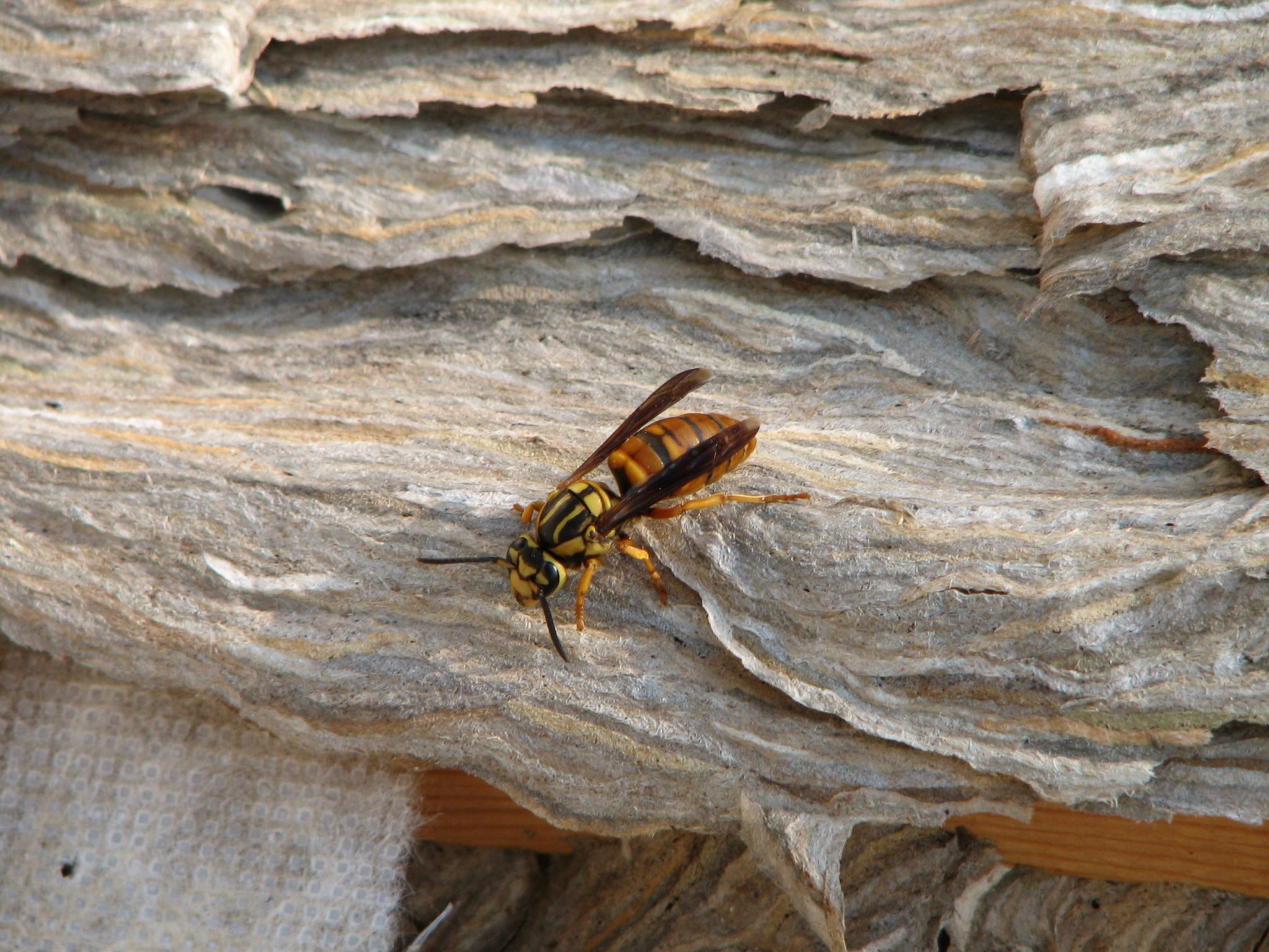 Alabama Sees Massive Yellowjacket Nests Starting to Grow yet Again
