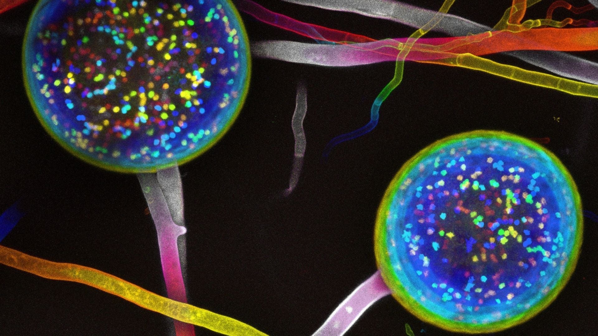 Scientists Want to Map Trillions of Miles of Underground Fungus Networks