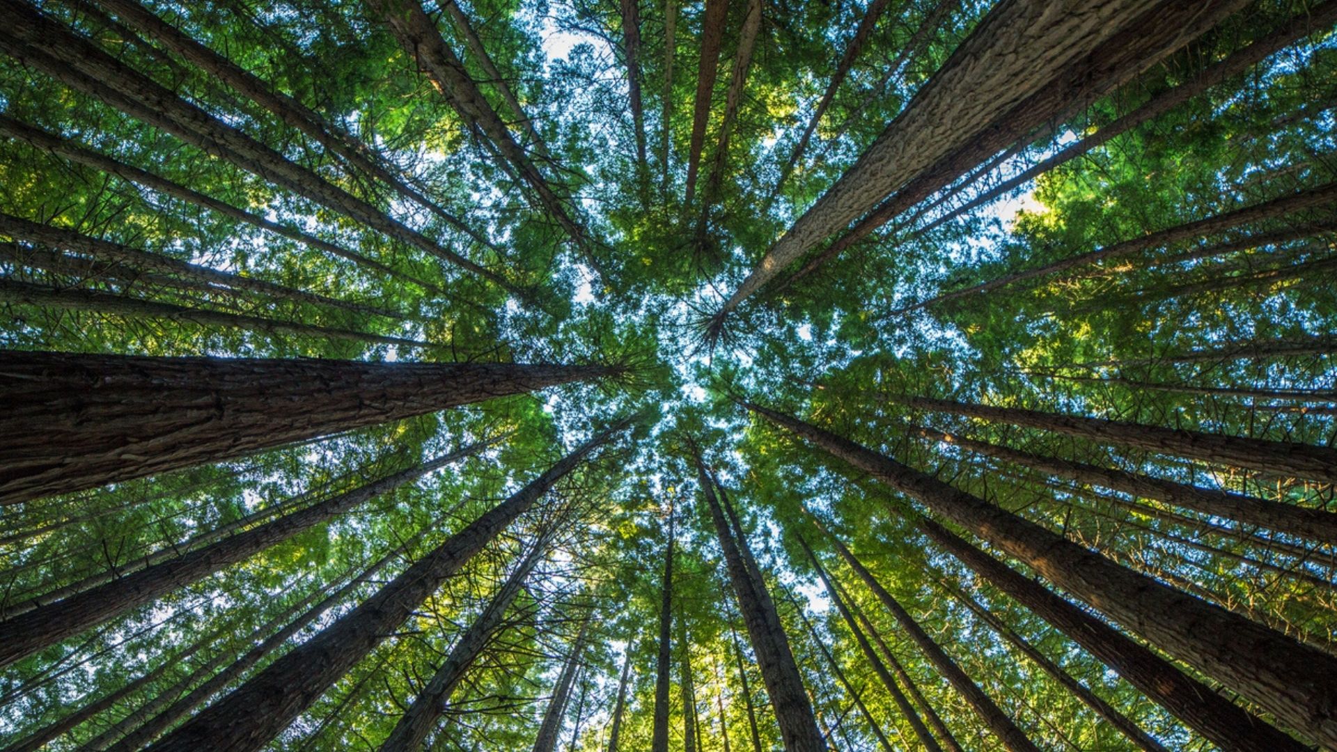 NASA Scientists Think 'Singing Trees' Can Bring Us Closer to Another World
