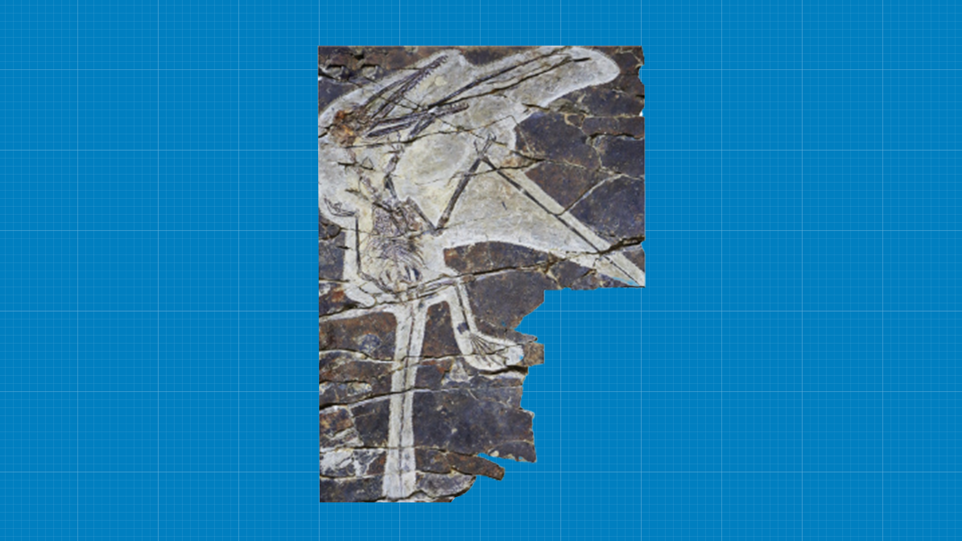 Scientists Discover Oldest Known Opposed Thumbs on a Jurassic Era Dinosaur