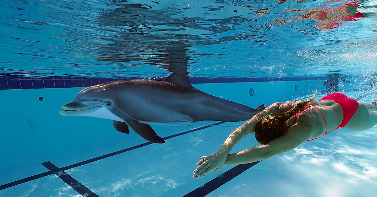 Life-Like Robotic Dolphin to Overhaul Marine Captivity Industry