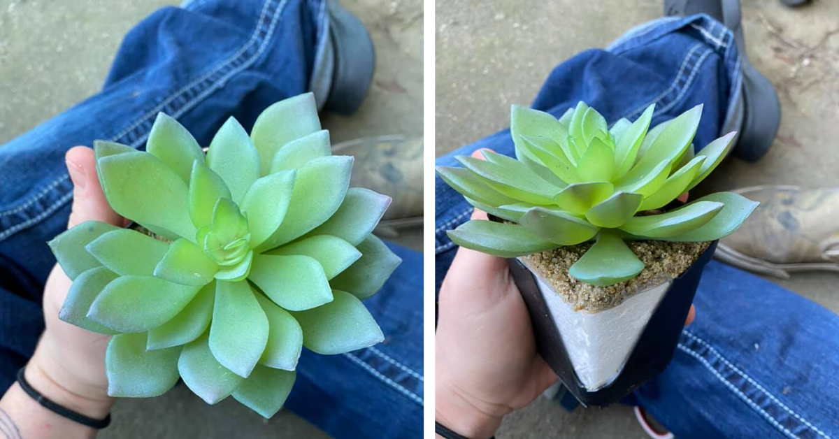 Woman Devastated After Discovering Succulent She Watered for Two Years ...