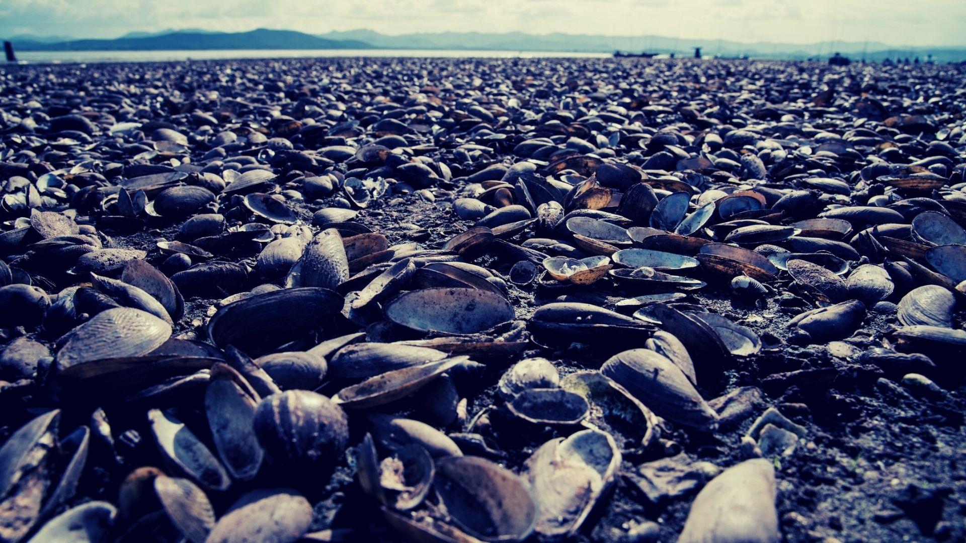 The Heat Wave Is Broiling Billions of Marine Animals Alive