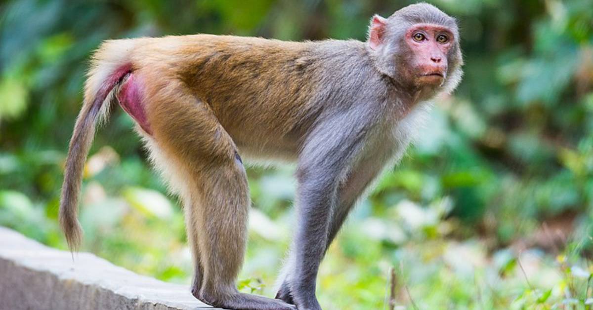 Scientists Add Human Brain Gene to Monkeys, Sparking Ethics Debate