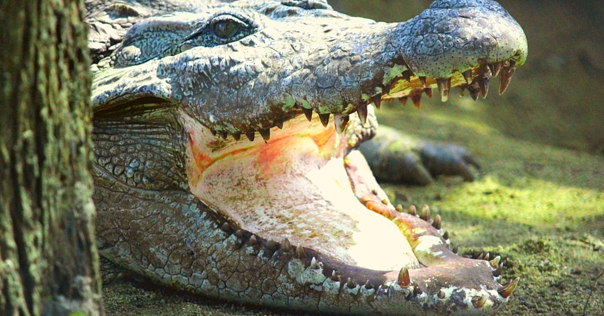 Bass Pro Shop Embroiled in Lawsuit Over Alligator Meat Purchases