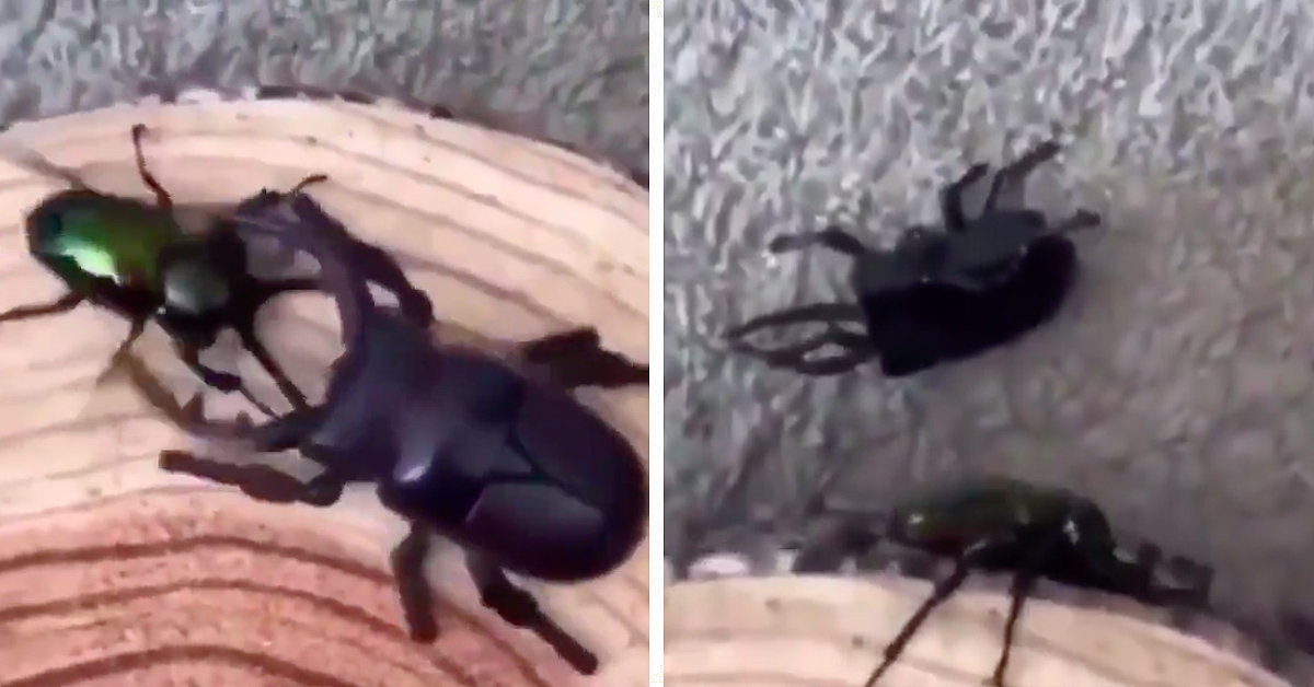 Robotic Beetle vs. the Real Deal, Watch Who Wins This Battle