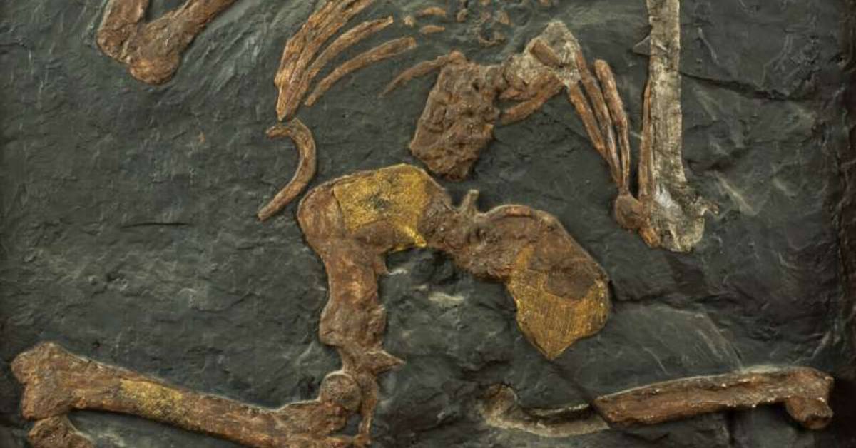 Study Suggests that 'Enigmatic Hominoid' Not a Tree Climber and Not an ...