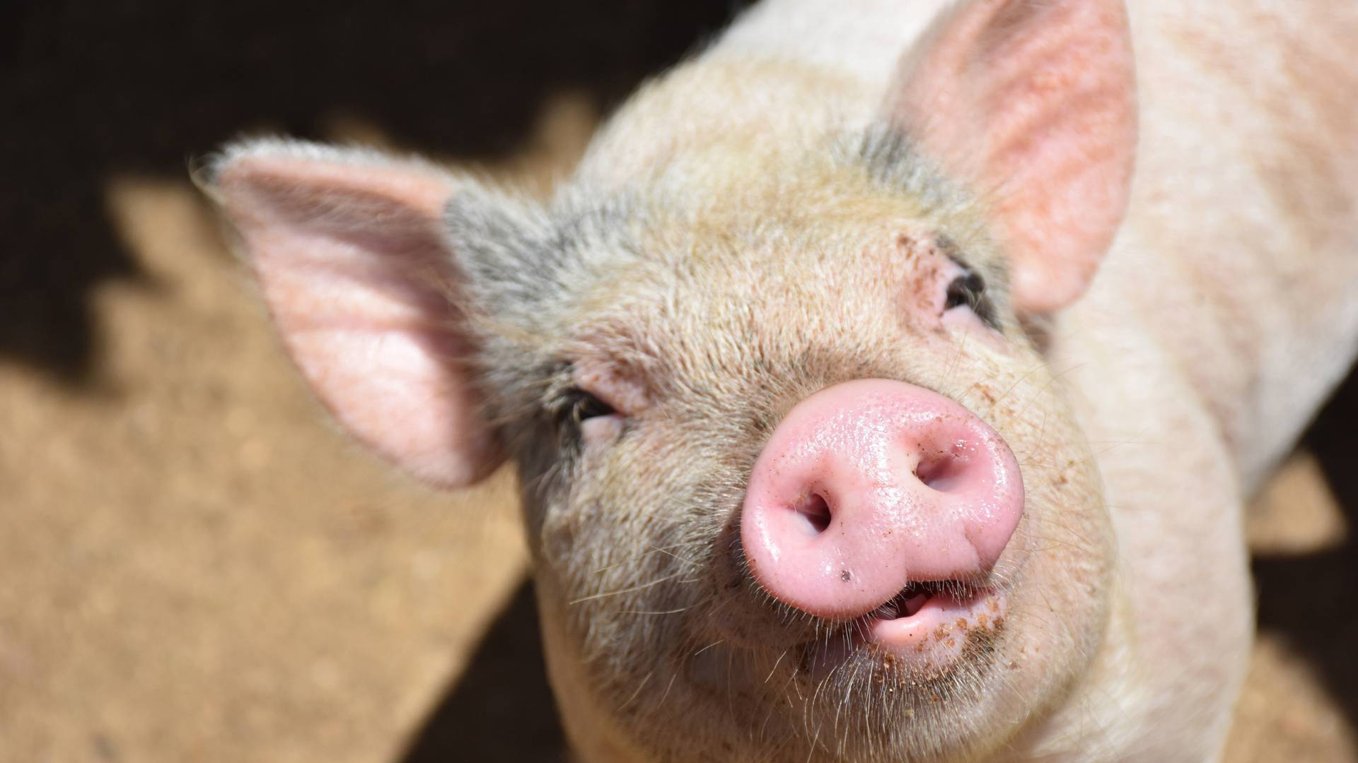 Human Muscles Grown in Pig Embryos for the First Time