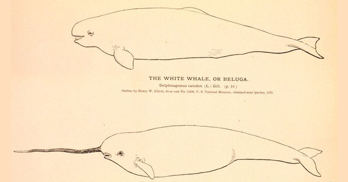 Scientists Confirm Discovery of a Narwhal-Beluga Whale Hybrid